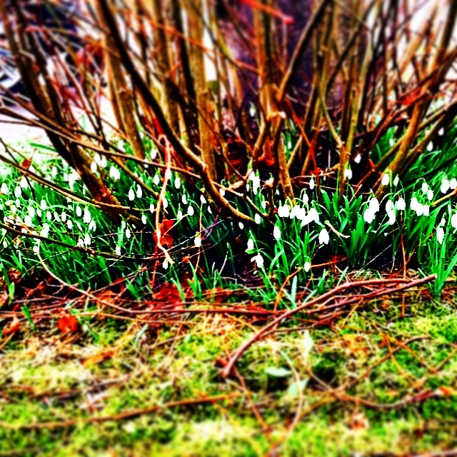 snowdrop valentine – Margot McCuaig