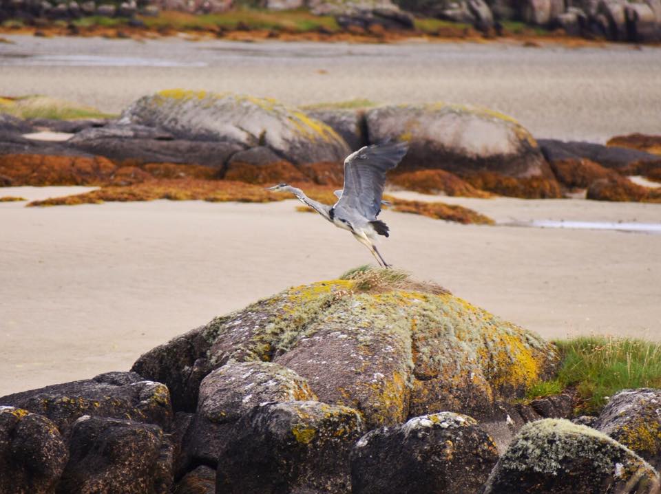 Gowk Day Launch Party – Margot McCuaig